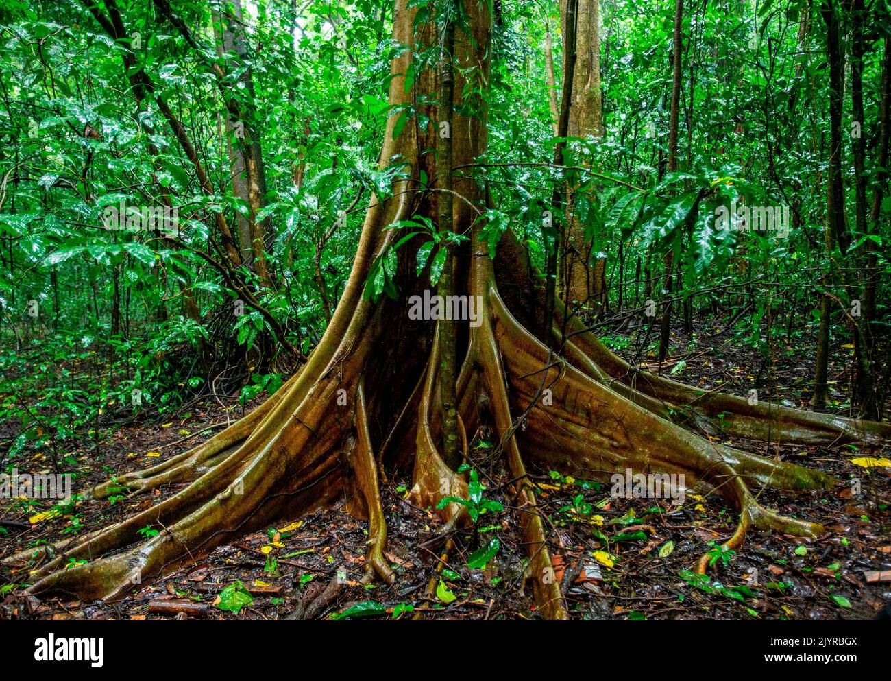 Fragment of a big tree in a tropical forest. Sulawesi. Indonesia Stock ...