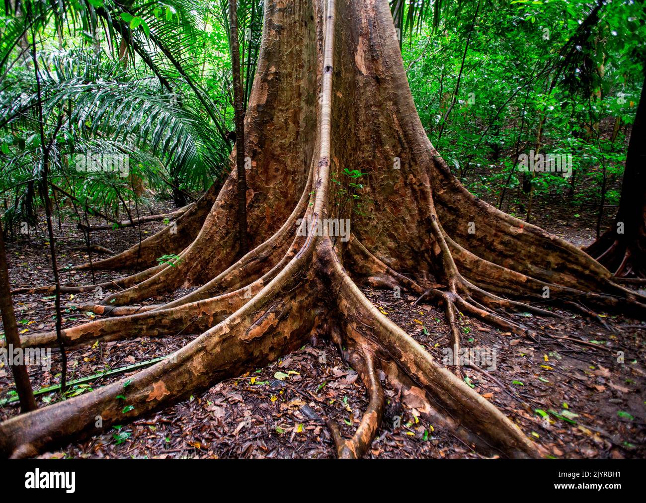 Fragment of a big tree in a tropical forest. Sulawesi. Indonesia Stock ...