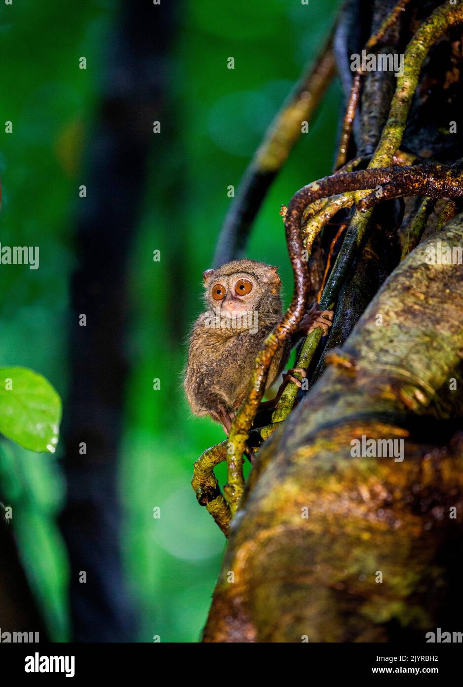 Spectral tarsier (Tarsius tarsier) is sitting on a tree in the jungle ...