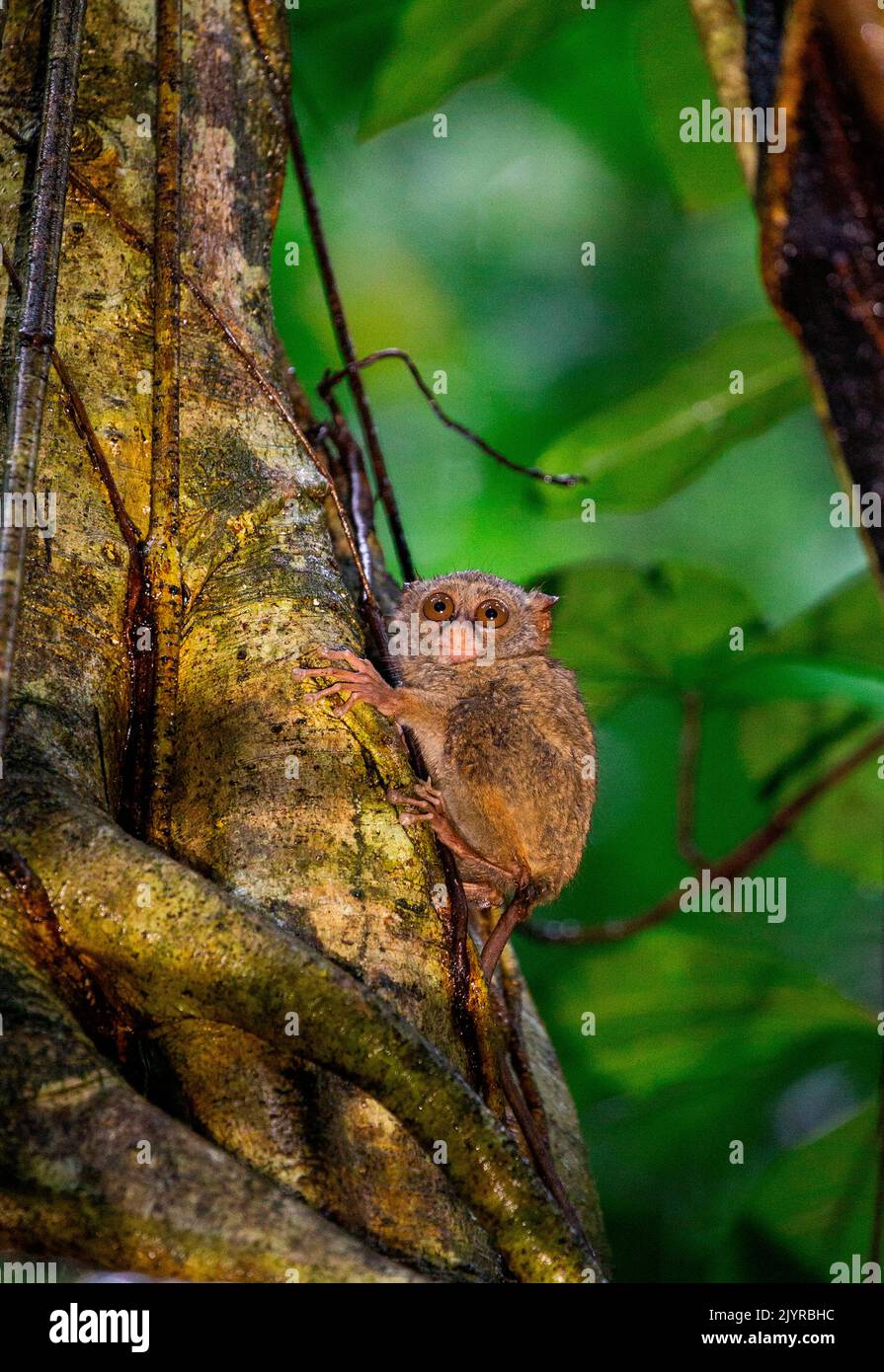 Spectral tarsier (Tarsius tarsier) is sitting on a tree in the jungle ...
