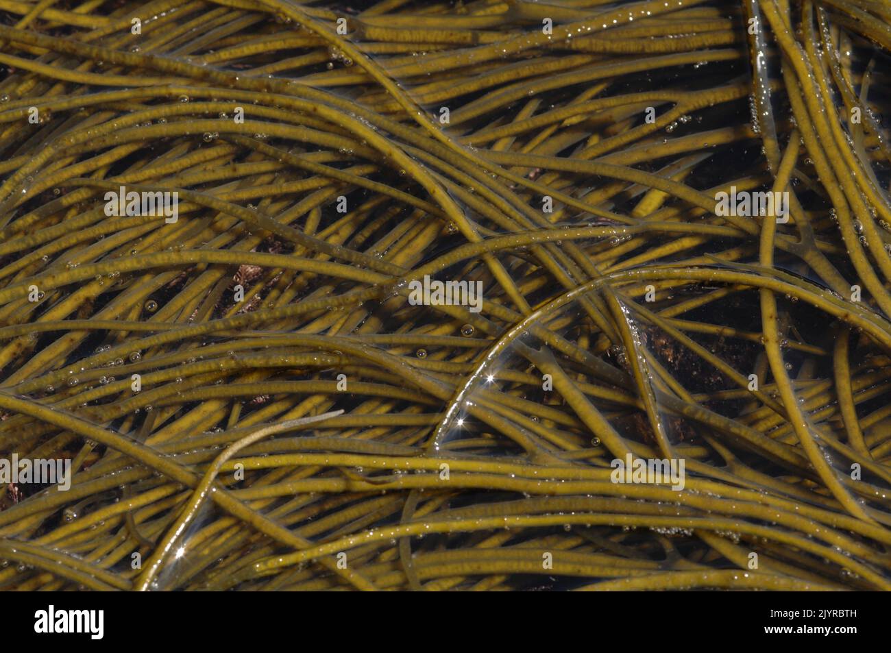 Thongweed (Himanthalia elongata), St. Brides Haven, Pembrokeshire ...