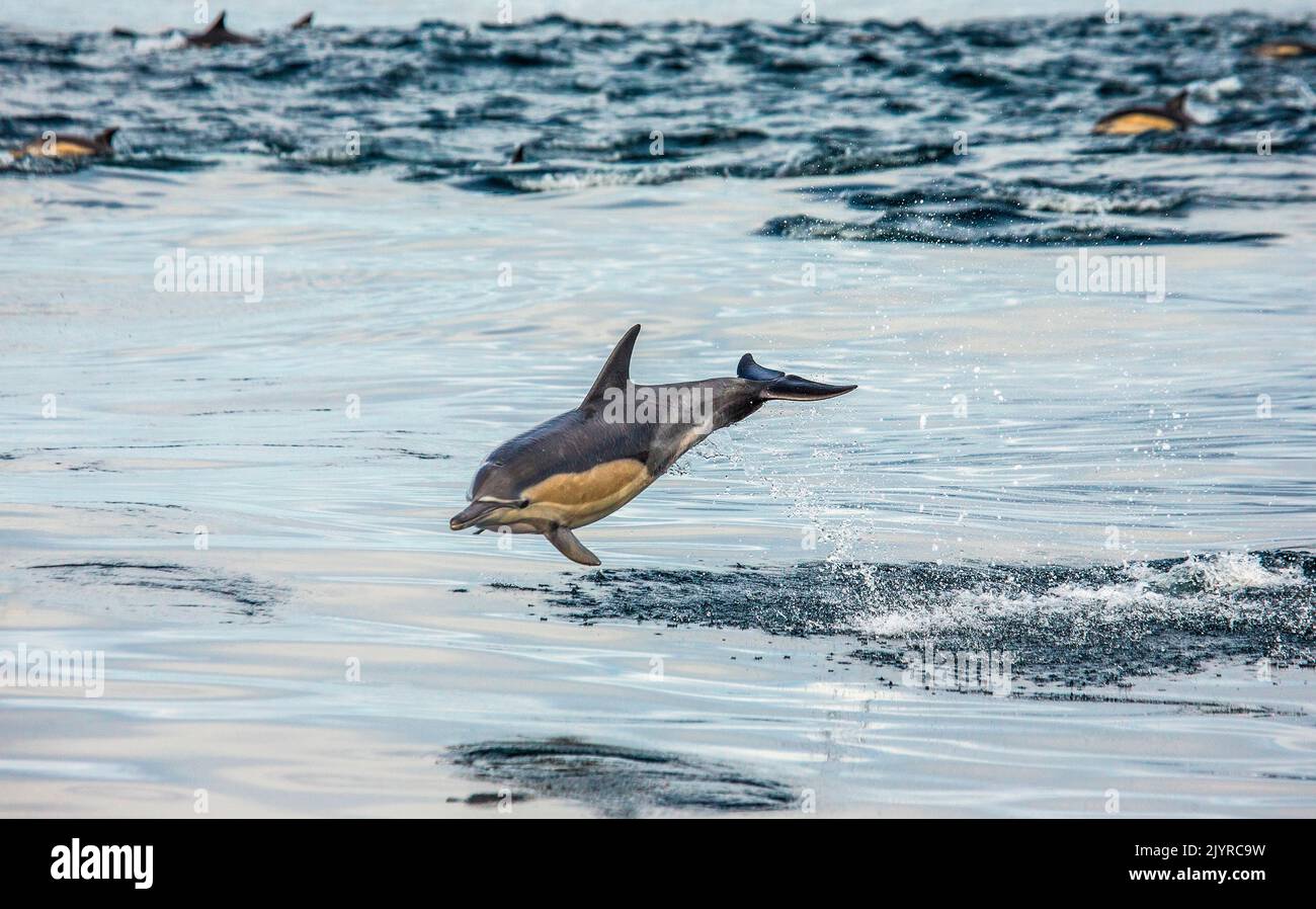 Dolphin (Delphinus delphis) is jumping out at high speed out of the ...