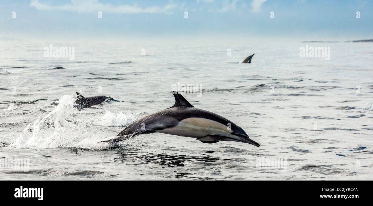 Dolphin (Delphinus delphis) is jumping out at high speed out of the ...