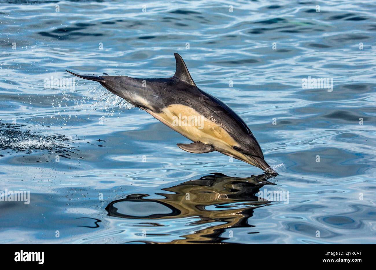 Dolphin (Delphinus delphis) is jumping out at high speed out of the ...