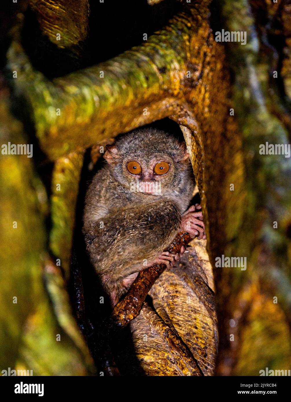 Spectral tarsier (Tarsius tarsier) is sitting in the hollow of a ...