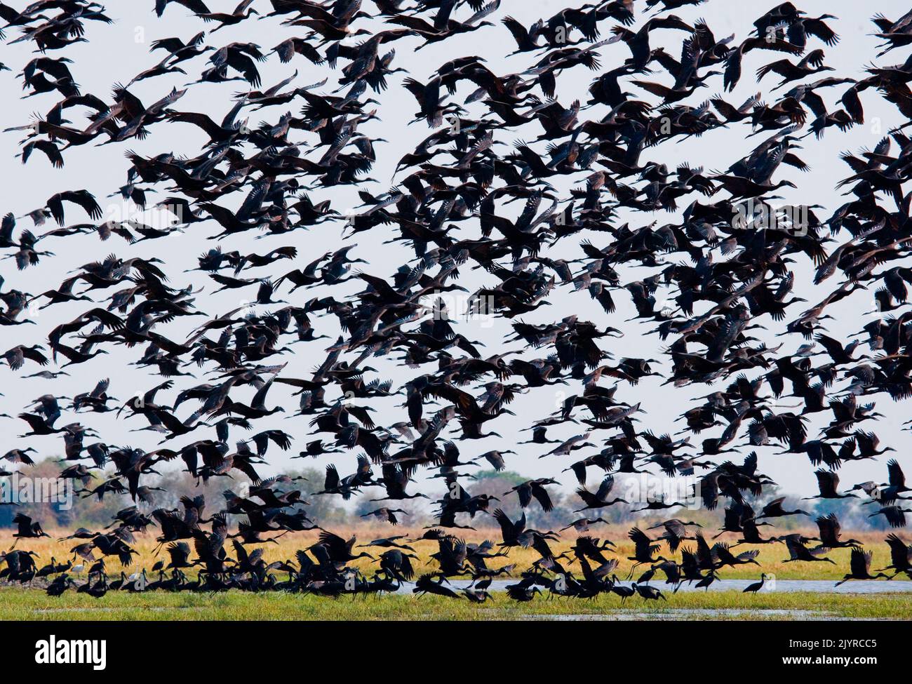 Huge flock of African Open-billed Storks (Anastomus lamelligerus) in ...