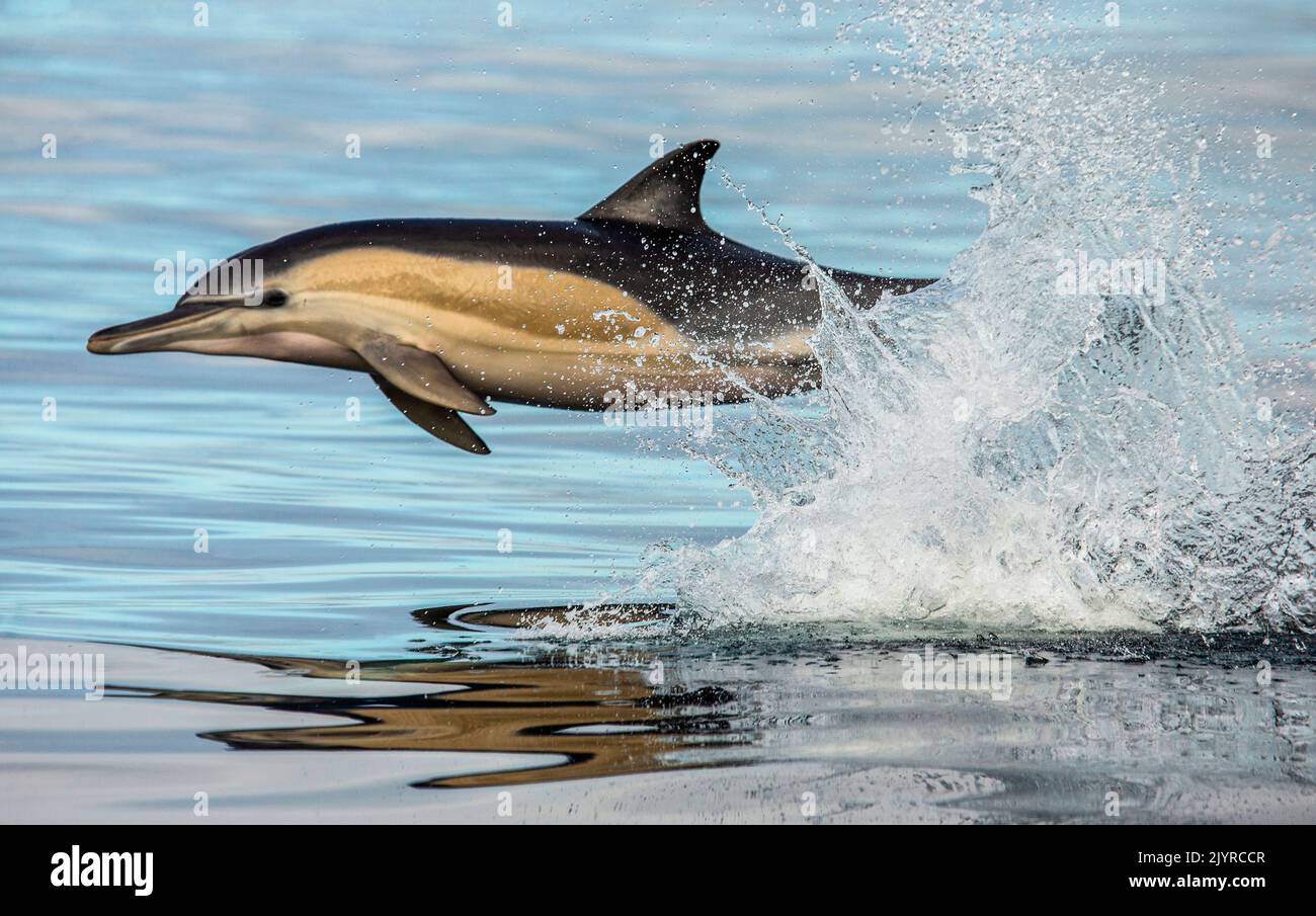 Dolphin (Delphinus delphis) is jumping out at high speed out of the ...