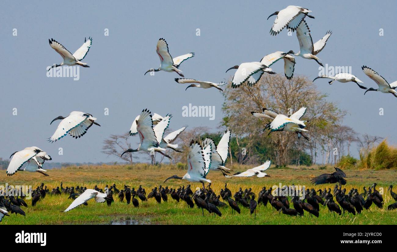 Flock of ibises (Threskiornis aethiopicus) in flight against the ...