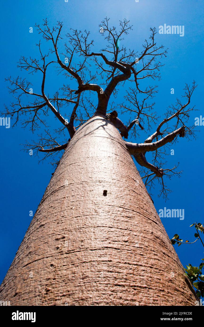 Baobab (Adansonia grandidieri) on background blue sky. Morondava ...