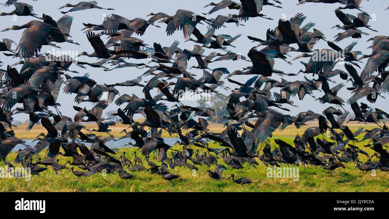 Huge flock of African Open-billed Storks (Anastomus lamelligerus) in ...