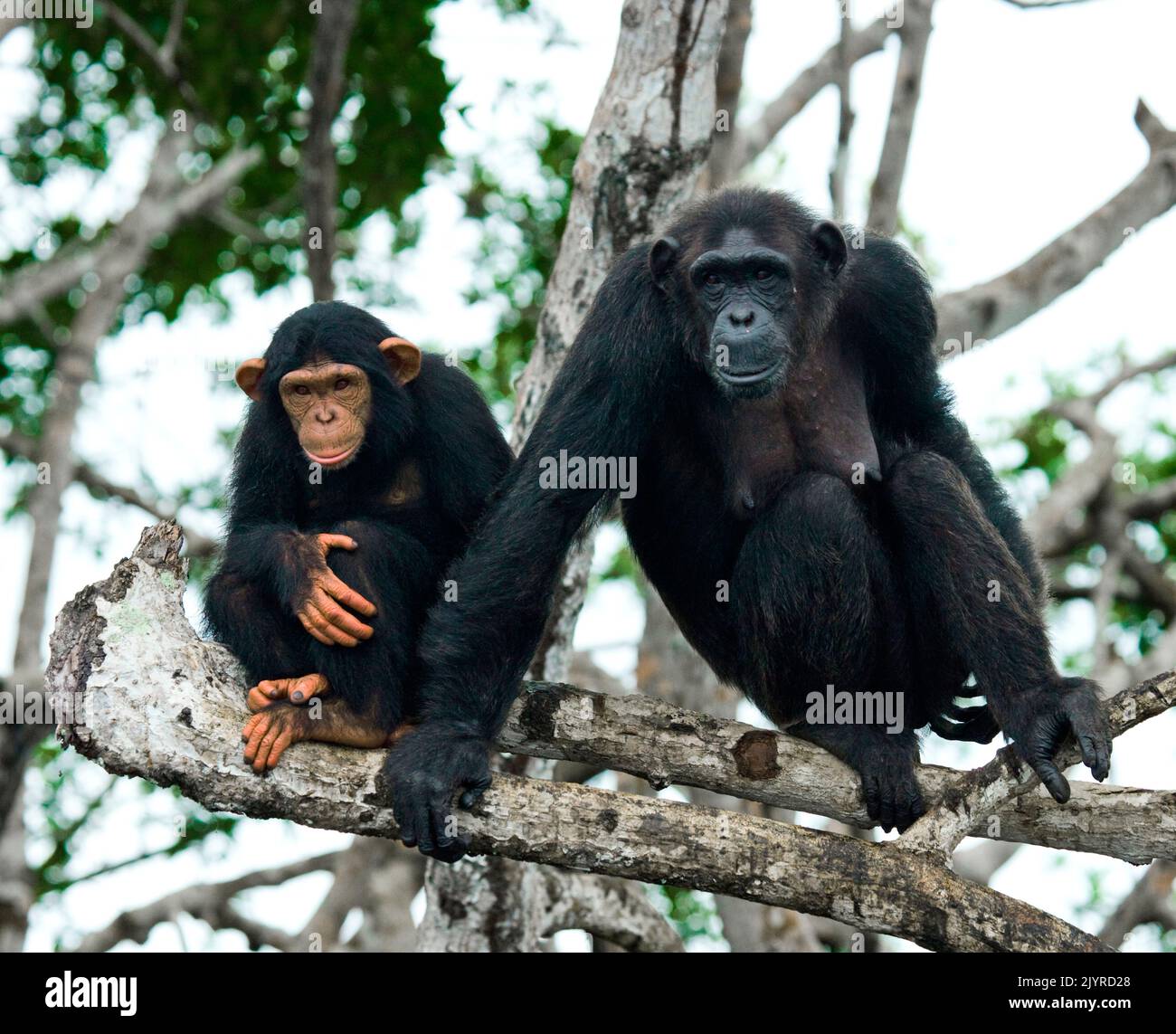 Female chimpanzee (Pan troglodytes) with a baby on mangrove trees ...