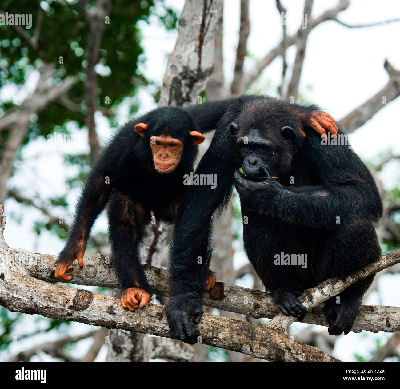 Female chimpanzee (Pan troglodytes) with a baby on mangrove trees ...