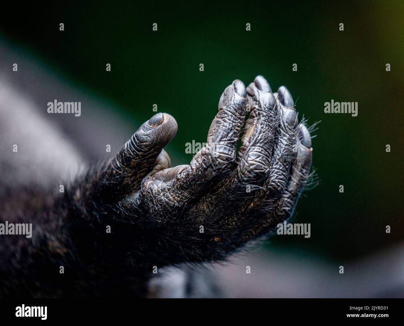 Fragment of Celebes crested macaque's (Macaca nigra) hand. Close-up ...
