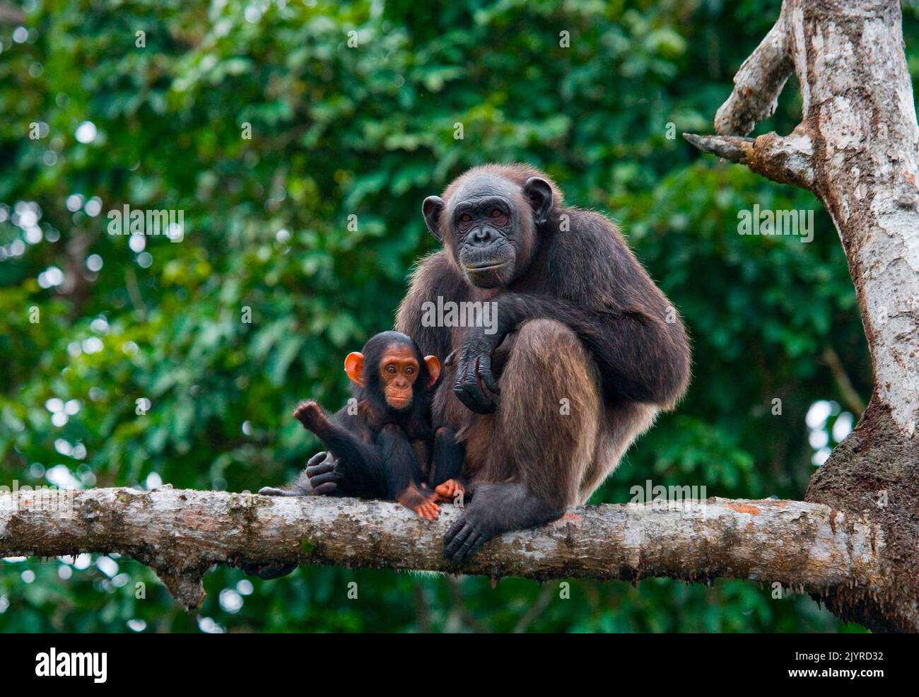 Female chimpanzee (Pan troglodytes) with a baby on mangrove trees ...