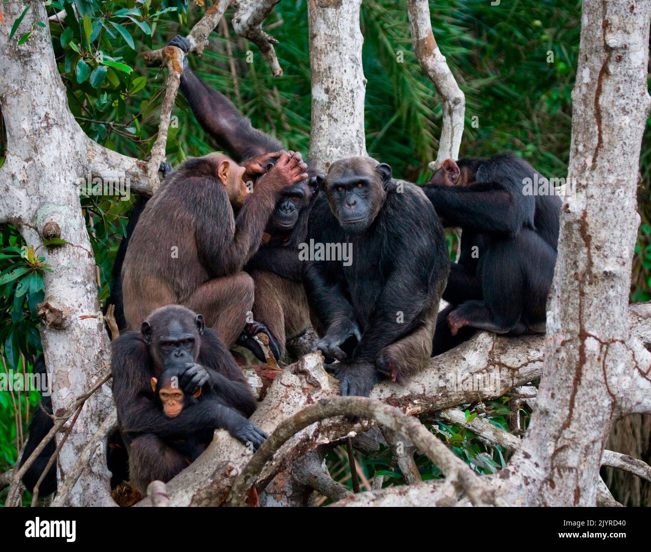 Mangrove natural reserve hi-res stock photography and images - Alamy