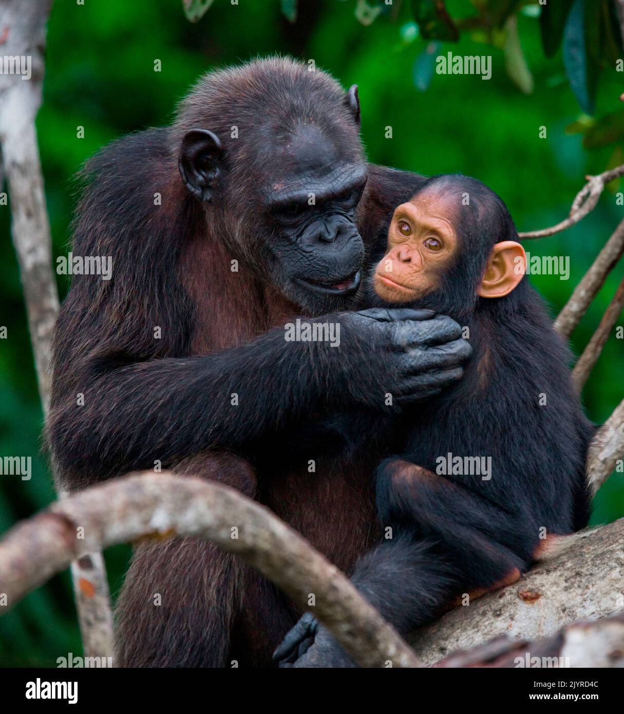 Female chimpanzee (Pan troglodytes) with a baby on mangrove trees ...