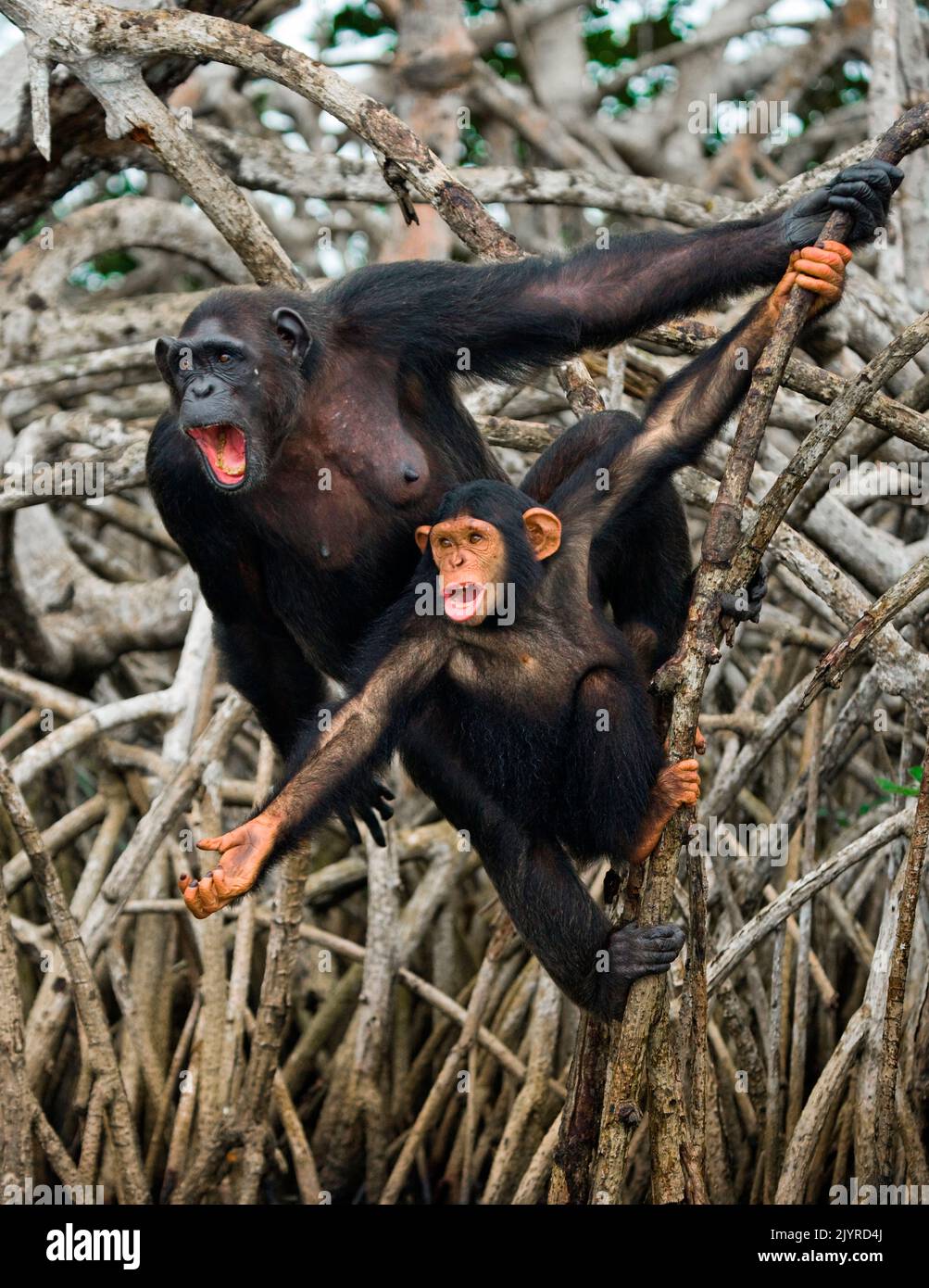 Female chimpanzee (Pan troglodytes) with a baby on mangrove trees ...