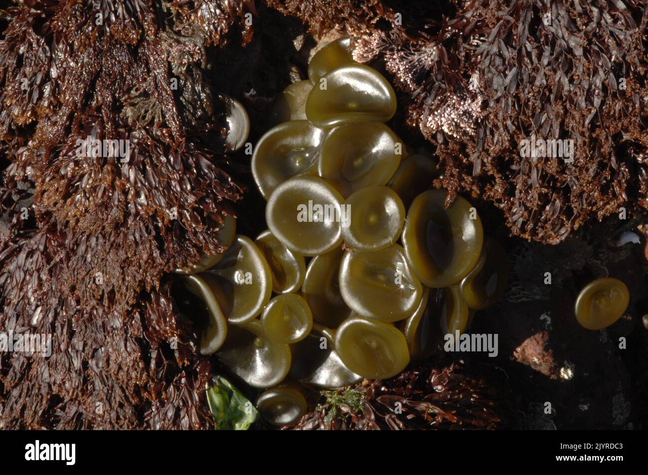 Button-like thalli of Thongweed (Himanthalia elongata), St. Brides ...