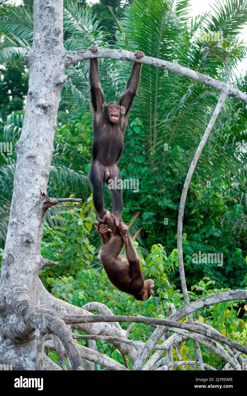 Conkouati reserve hi-res stock photography and images - Alamy