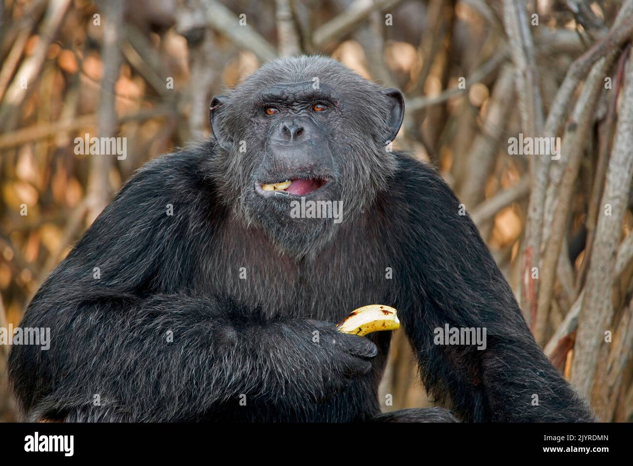 Chimpanzee (Pan troglodytes) is eating fruit. Republic of the Congo ...