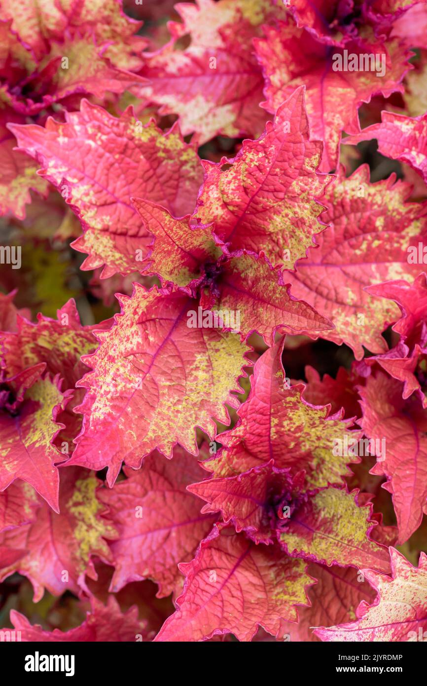 Coleus (Solenostemon scutellarioides Stock Photo - Alamy