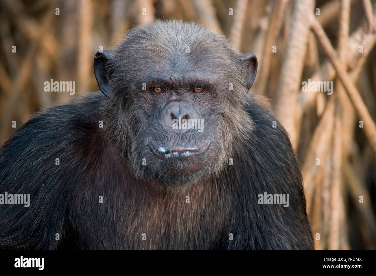 Portrait of a male chimpanzee (Pan troglodytes). Republic of the Congo ...
