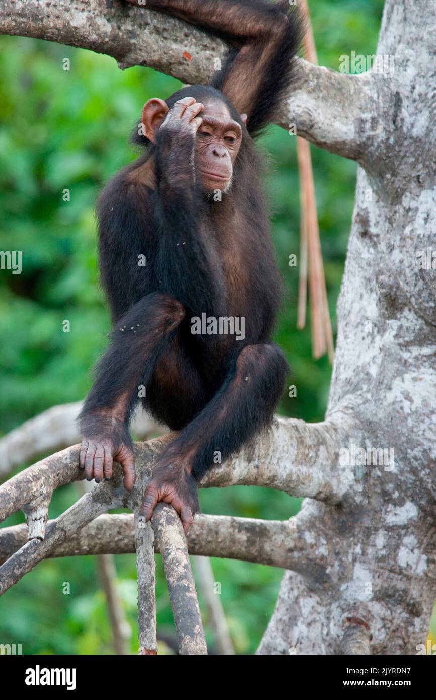Chimpanzee (Pan troglodytes) is sitting on mangrove branches. Republic ...