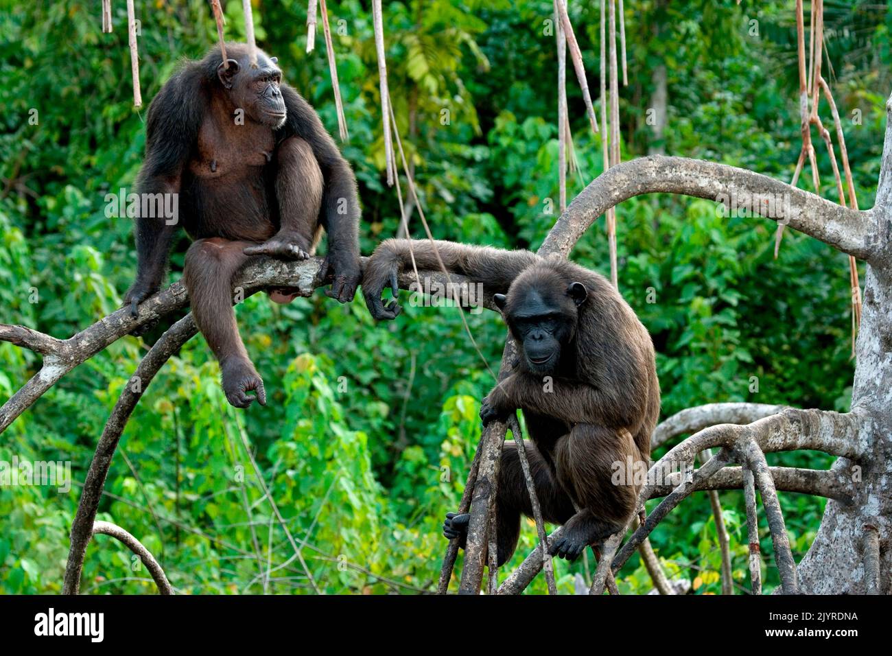 Chimpanzees (Pan troglodytes) are sitting on mangrove branches Republic ...