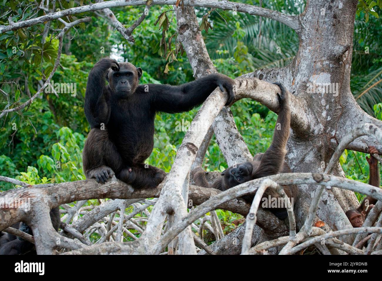 Conkouati reserve hi-res stock photography and images - Alamy