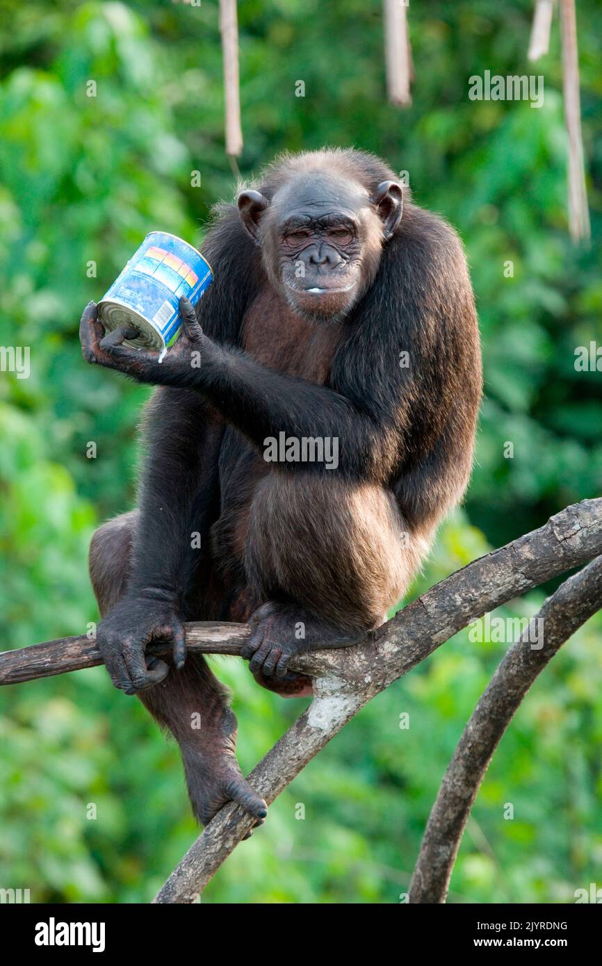 Sit chimpanzee hi-res stock photography and images - Alamy