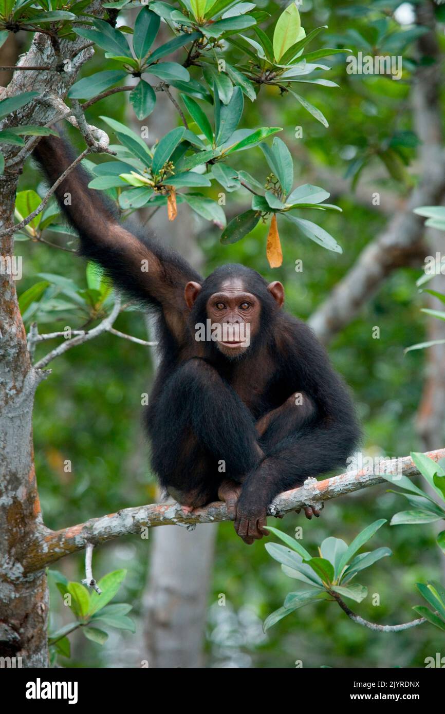Mangrove natural reserve hi-res stock photography and images - Alamy