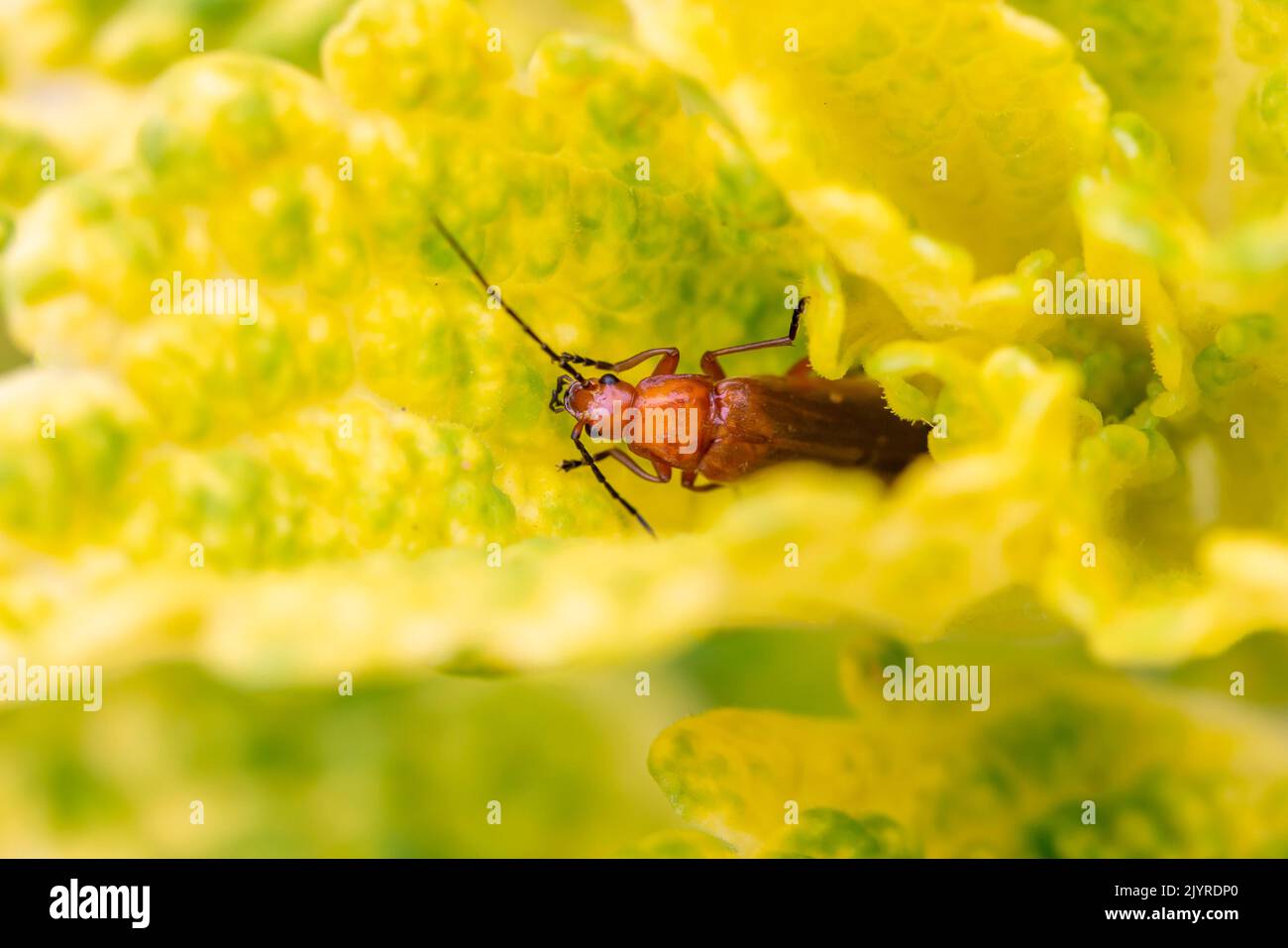 Common red soldier beetle (Rhagonycha fulva) on Coleus (Solenostemon ...