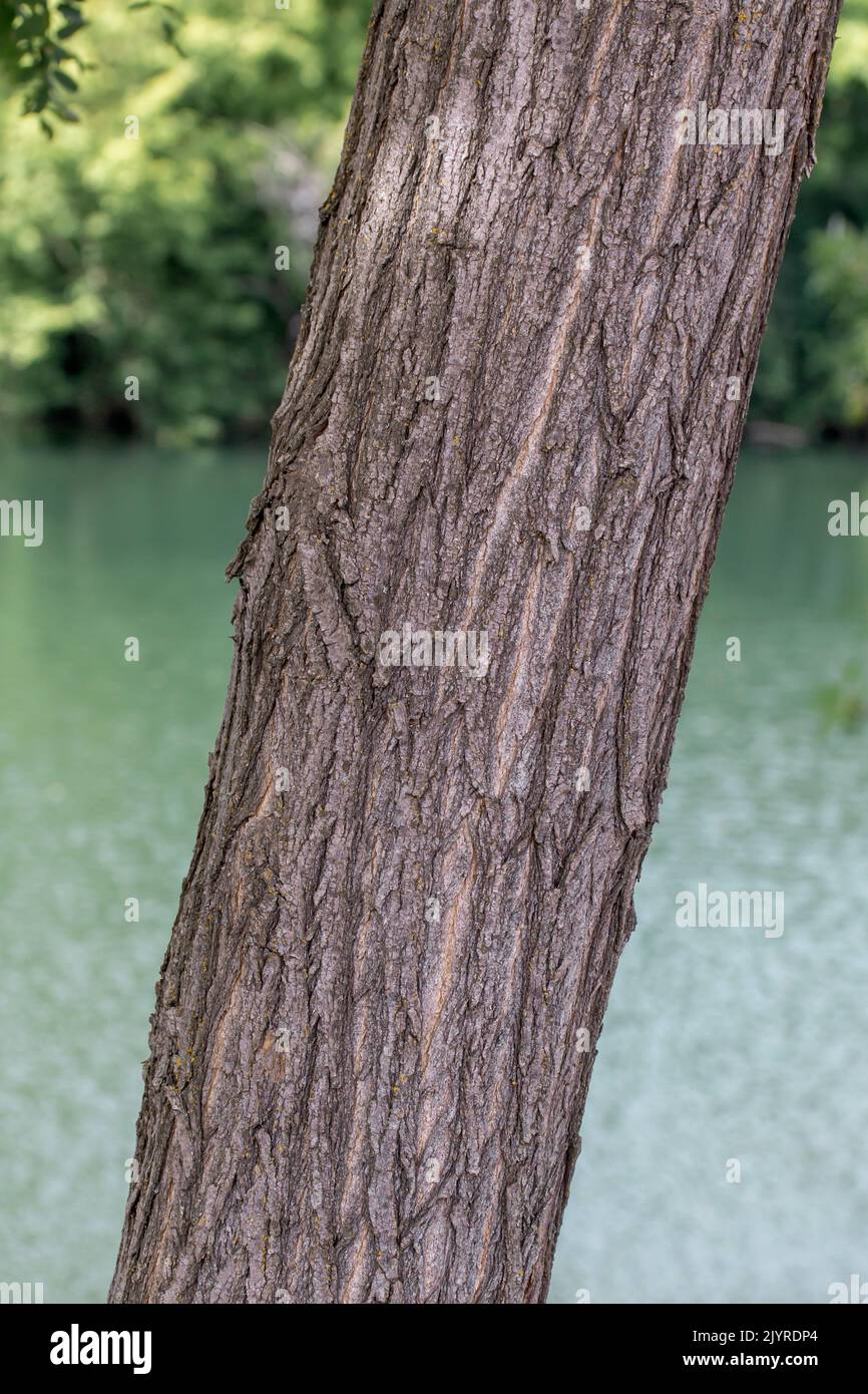 Trunk of Black locust (Robinia pseudoacacia) growing on a river bank ...