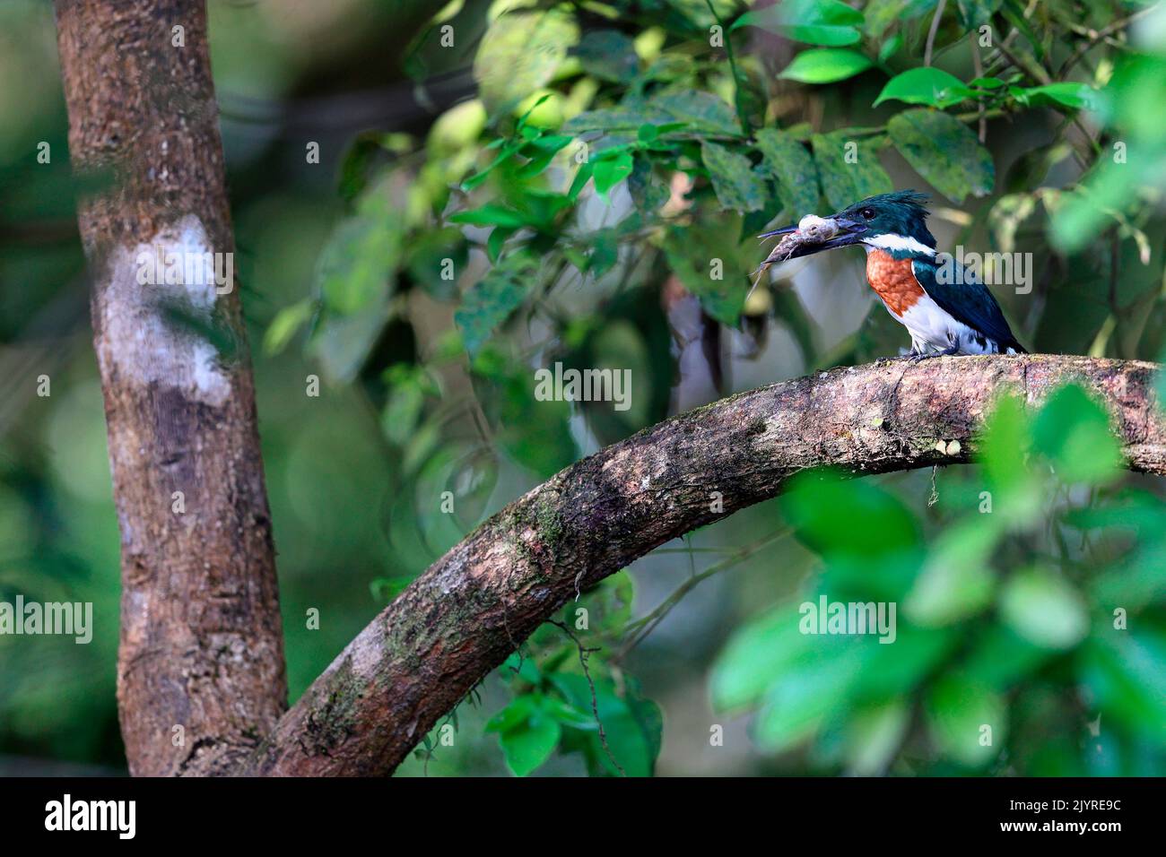 Amazon Kingfisher (Chloroceryle amazona) with a prey on a branch, Costa ...