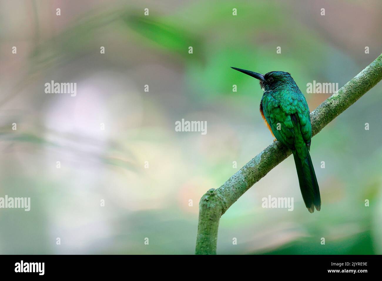 Rufous-tailed Jacamar (Galbula ruficauda) on a branch, Costa Rica Stock ...