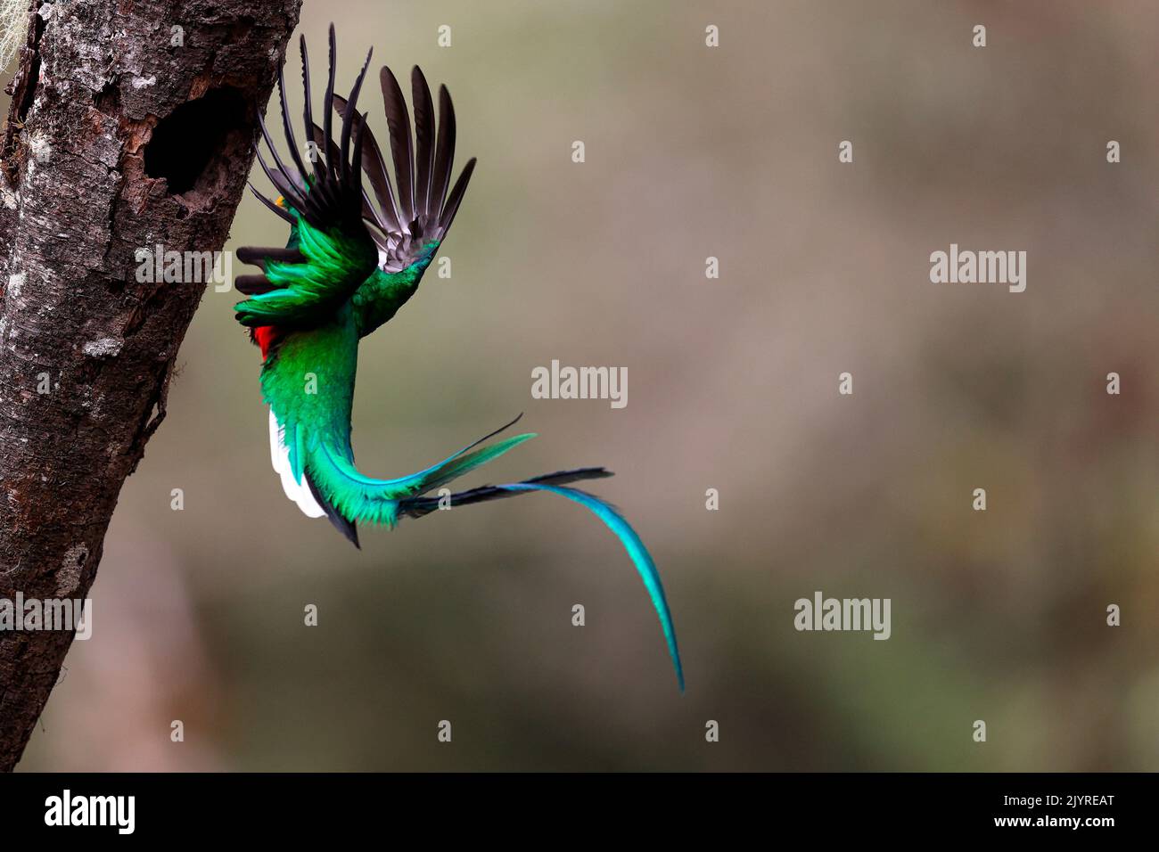 Resplendent Quetzal (Pharomachrus mocinno) in flight, Costa Rica Stock ...