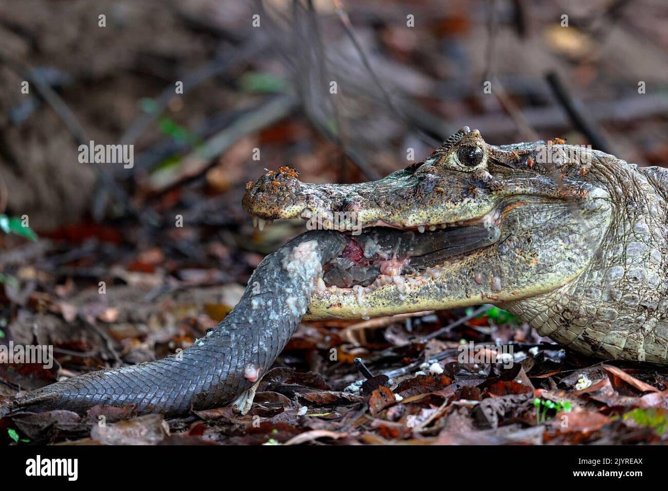 Black caiman (Melanosuchus niger) eating a fish on bank, Costa Rica ...