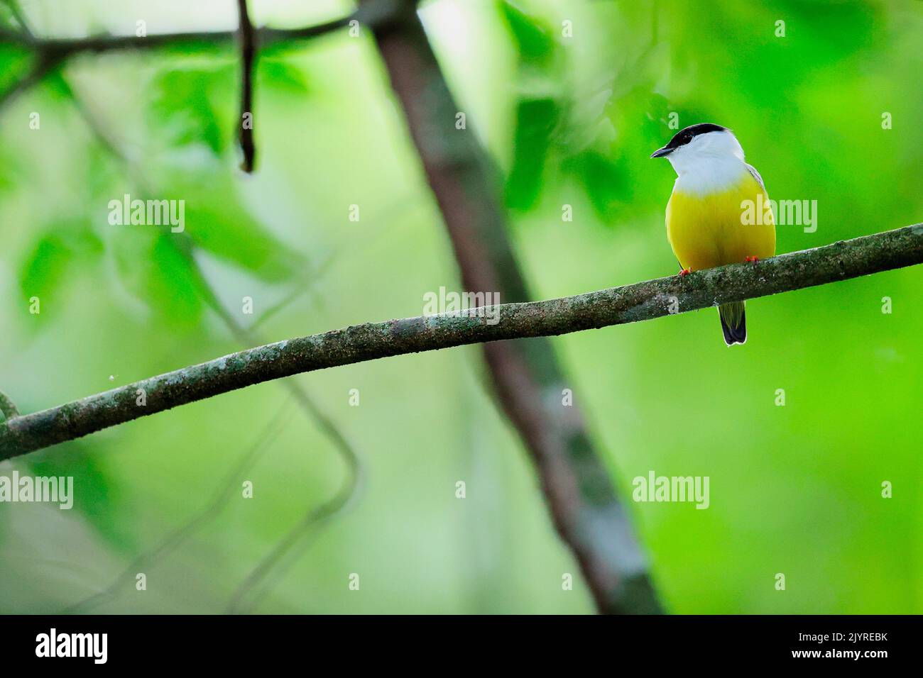White-collared manakin (Manacus candei) on a branch, Costa Rica Stock ...
