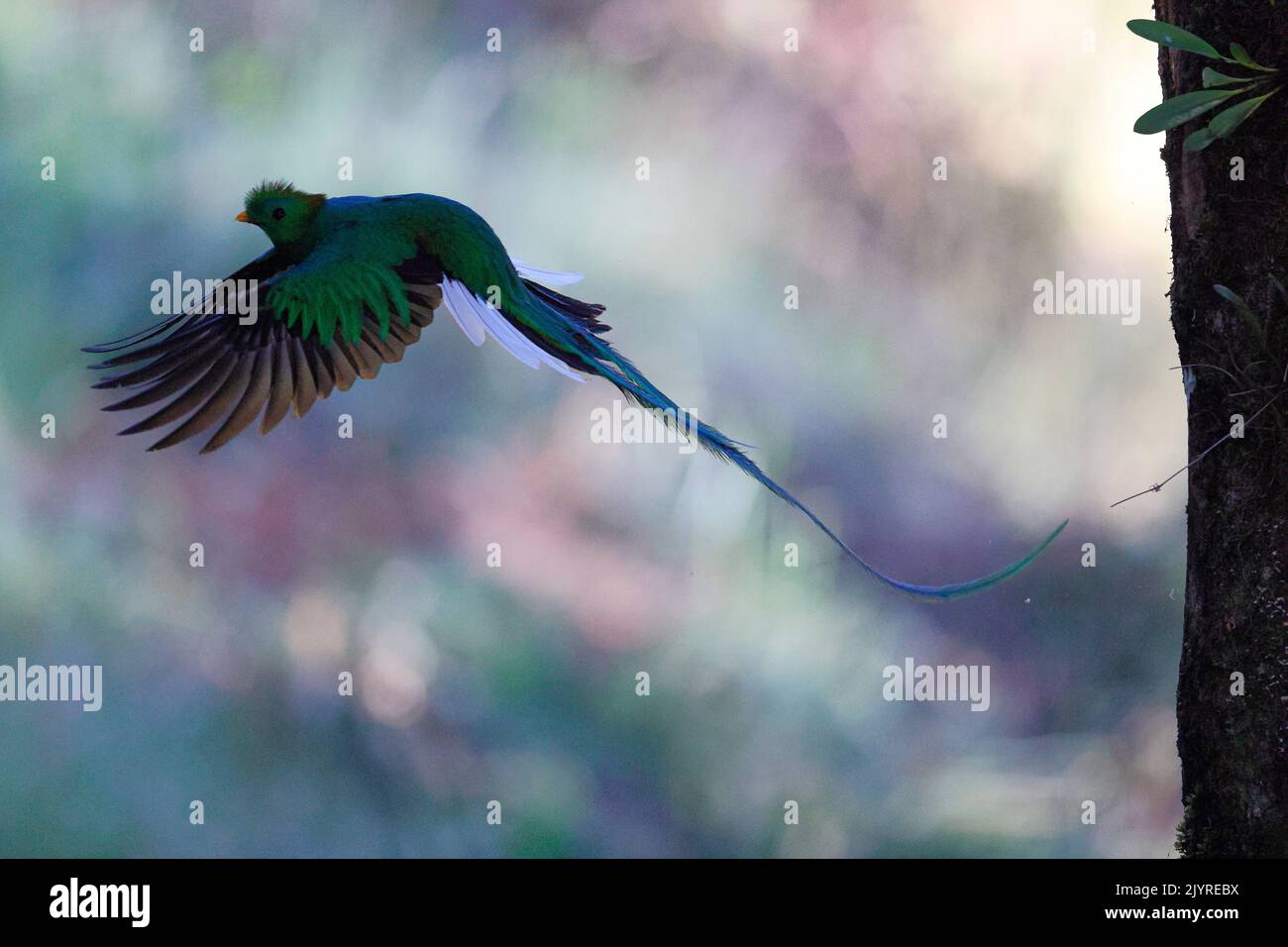 Resplendent Quetzal (Pharomachrus mocinno) in flight, Costa Rica Stock ...