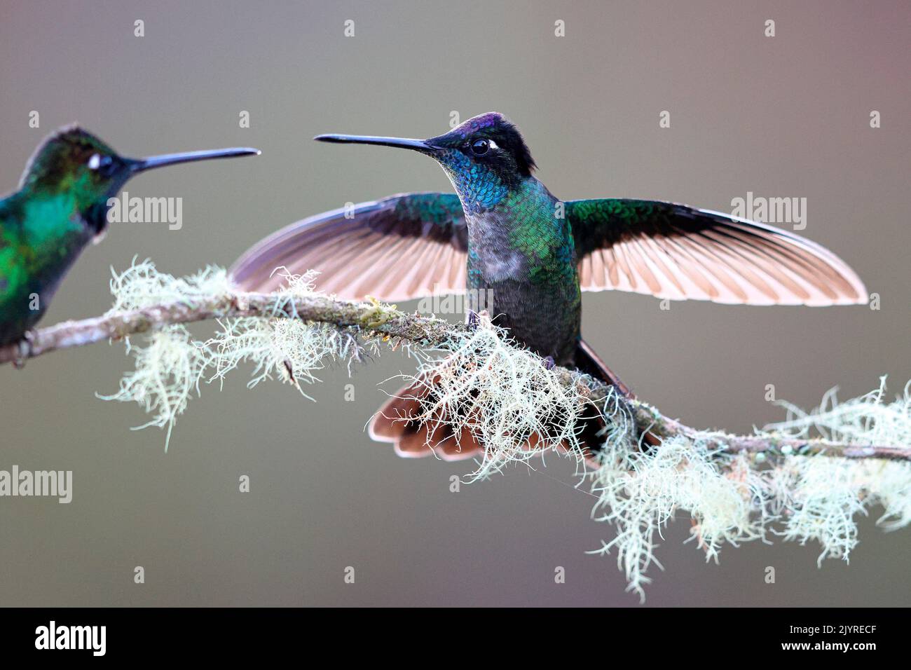 Fiery-throated Hummingbird (Panterpe insignis) on a branch, open wings ...