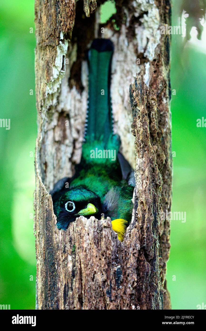 Black-throated Trogon (Trogon rufus) at nest, Costa Rica Stock Photo ...