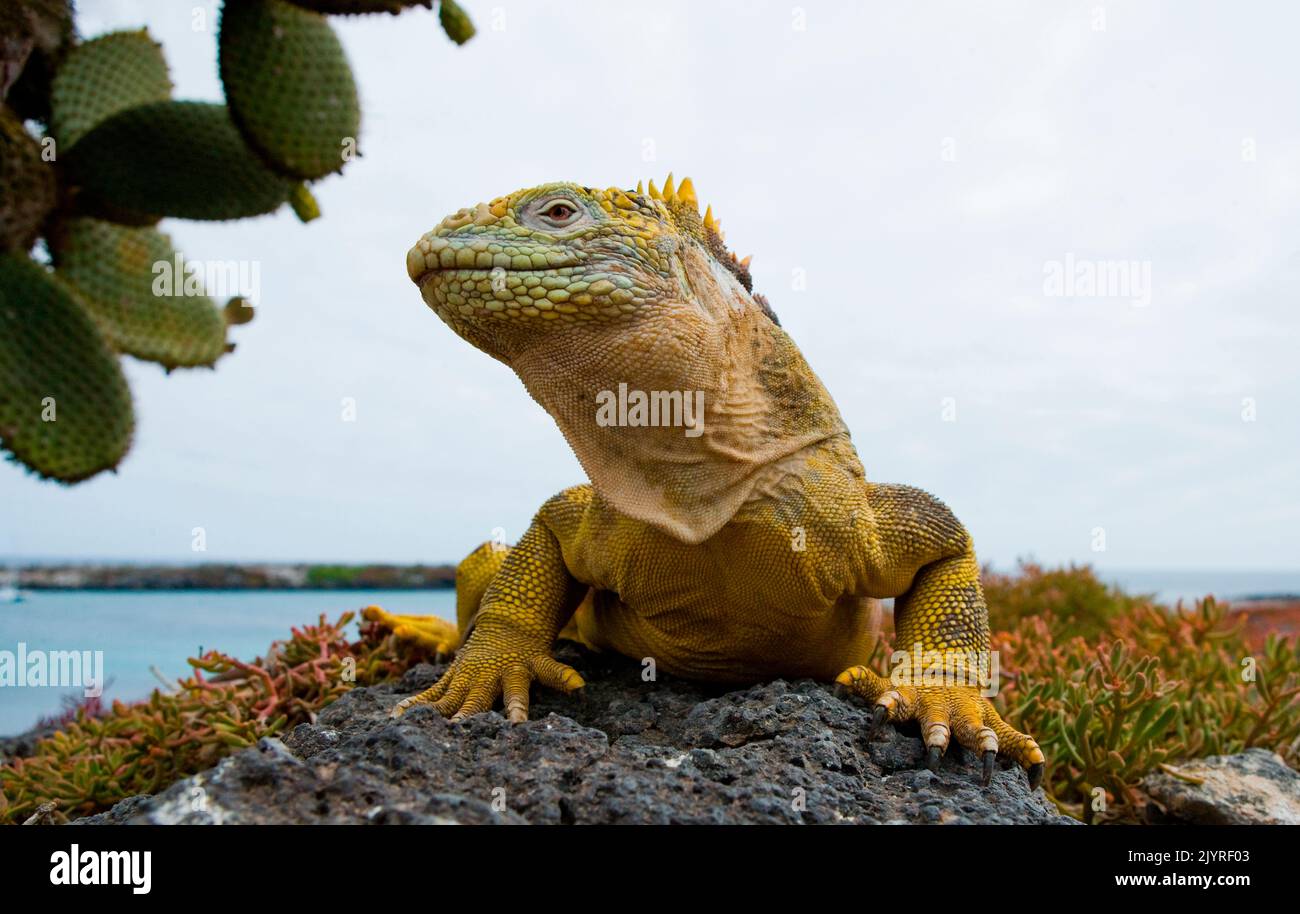 Galapagos land iguana (Conolophus subcristatus) is sitting on the rocks ...