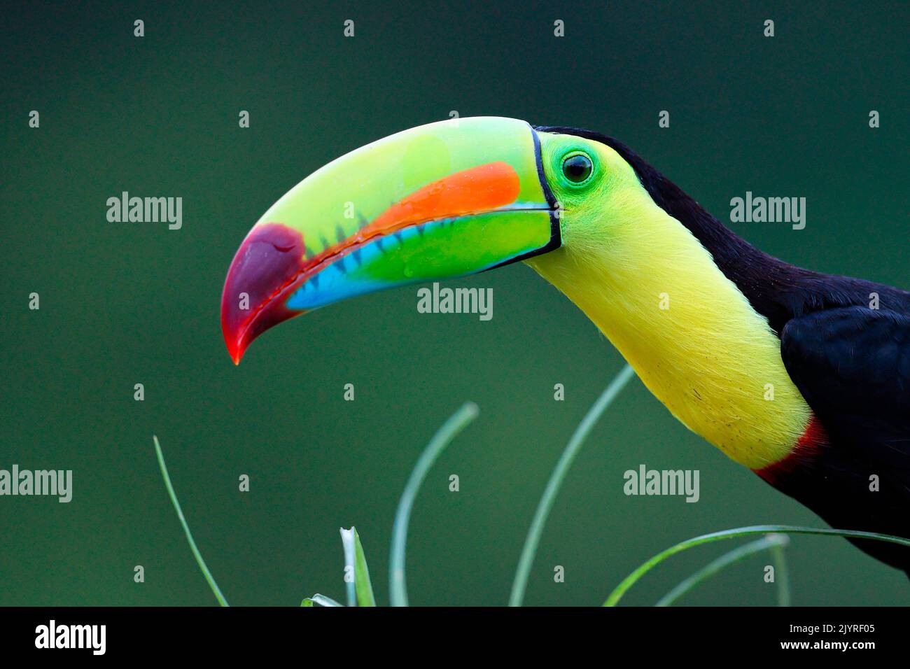 Keel-billed Toucan (Ramphastos sulfuratus) portrait, Costa Rica Stock ...