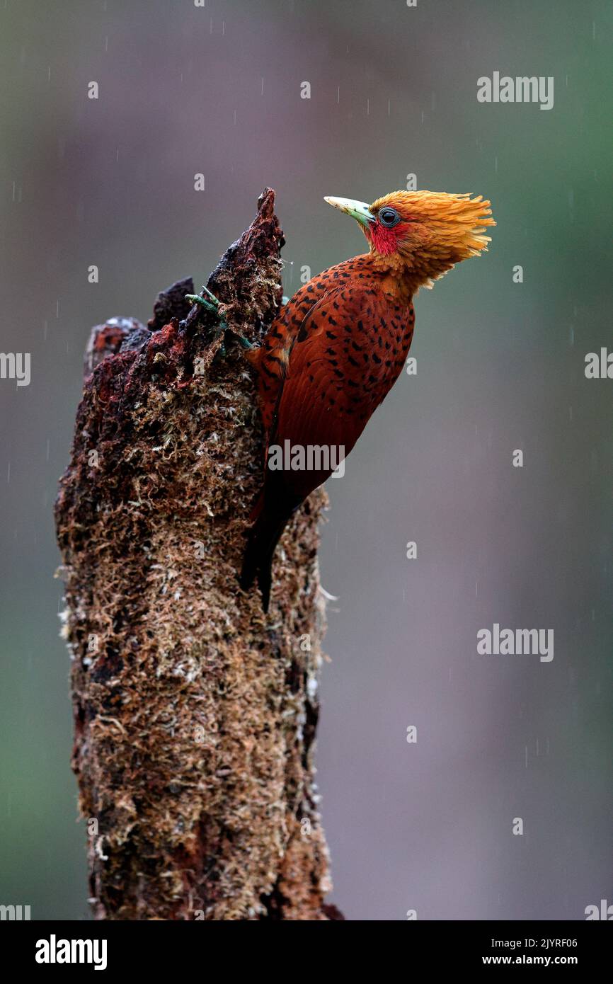 Chestnut-colored woodpecker (Celeus castaneus) on a trunk, Costa Rica ...