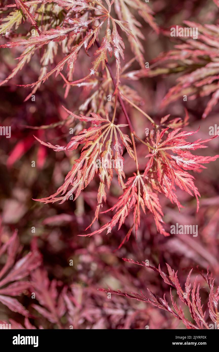 Japanese maple (Acer palmatum dissectum) 'Inaba-shidare' Stock Photo ...