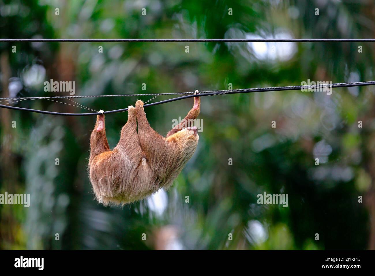 Hoffmann's two-toed sloth (Choloepus hoffmanni) hanging a wire, Costa ...