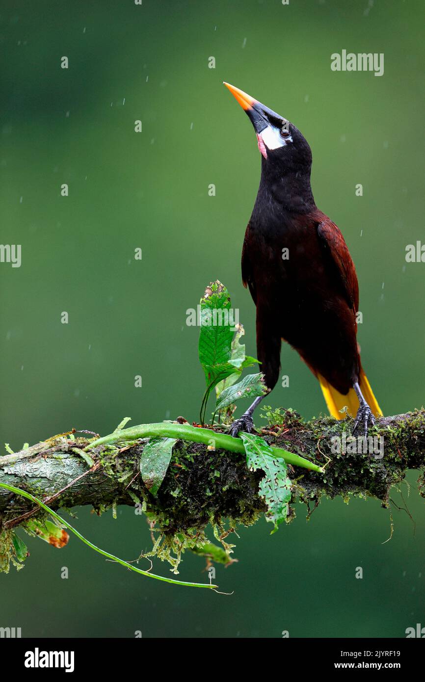 Montezuma Oropendola (Psarocolius montezuma) on a branch in rain, Costa ...