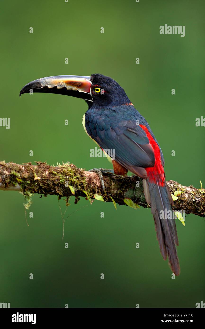 Collared Aracari (Pteroglossus torquatus) on a branch, Costa Rica Stock ...