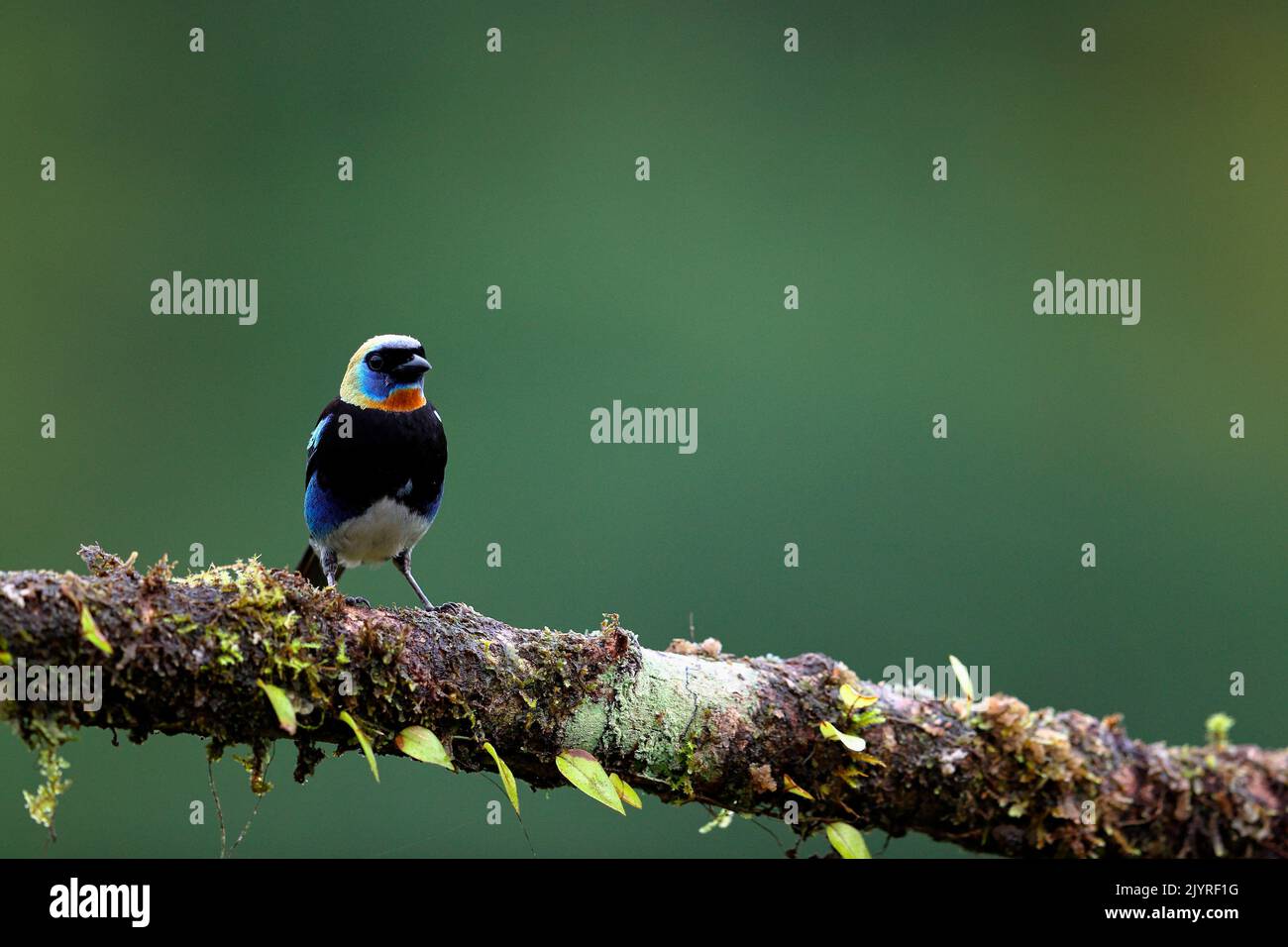 Golden-hooded Tanager (Tangara larvata) on a branch, Costa Rica Stock ...
