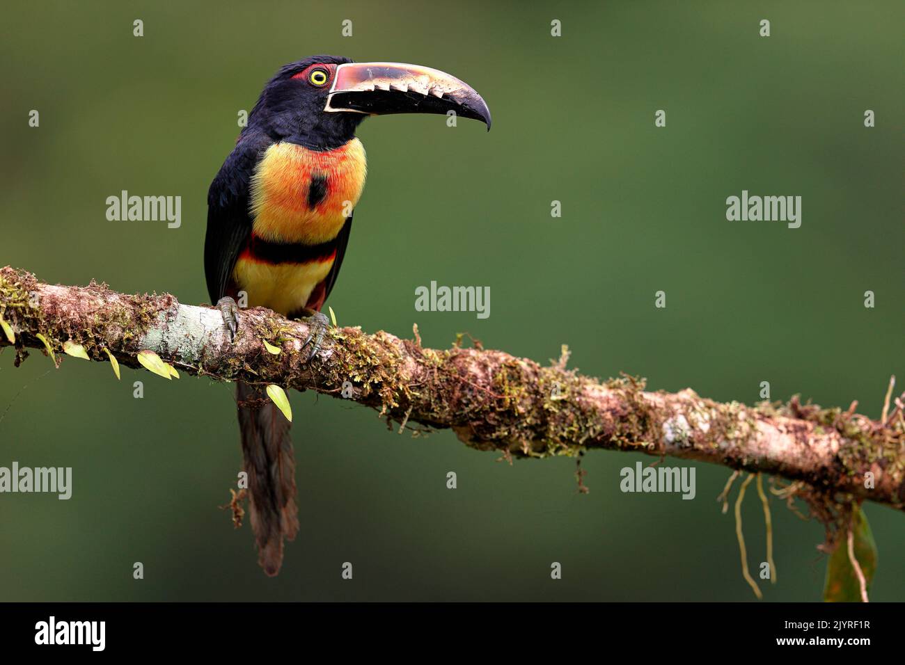 Collared Aracari (Pteroglossus torquatus) on a branch, Costa Rica Stock ...